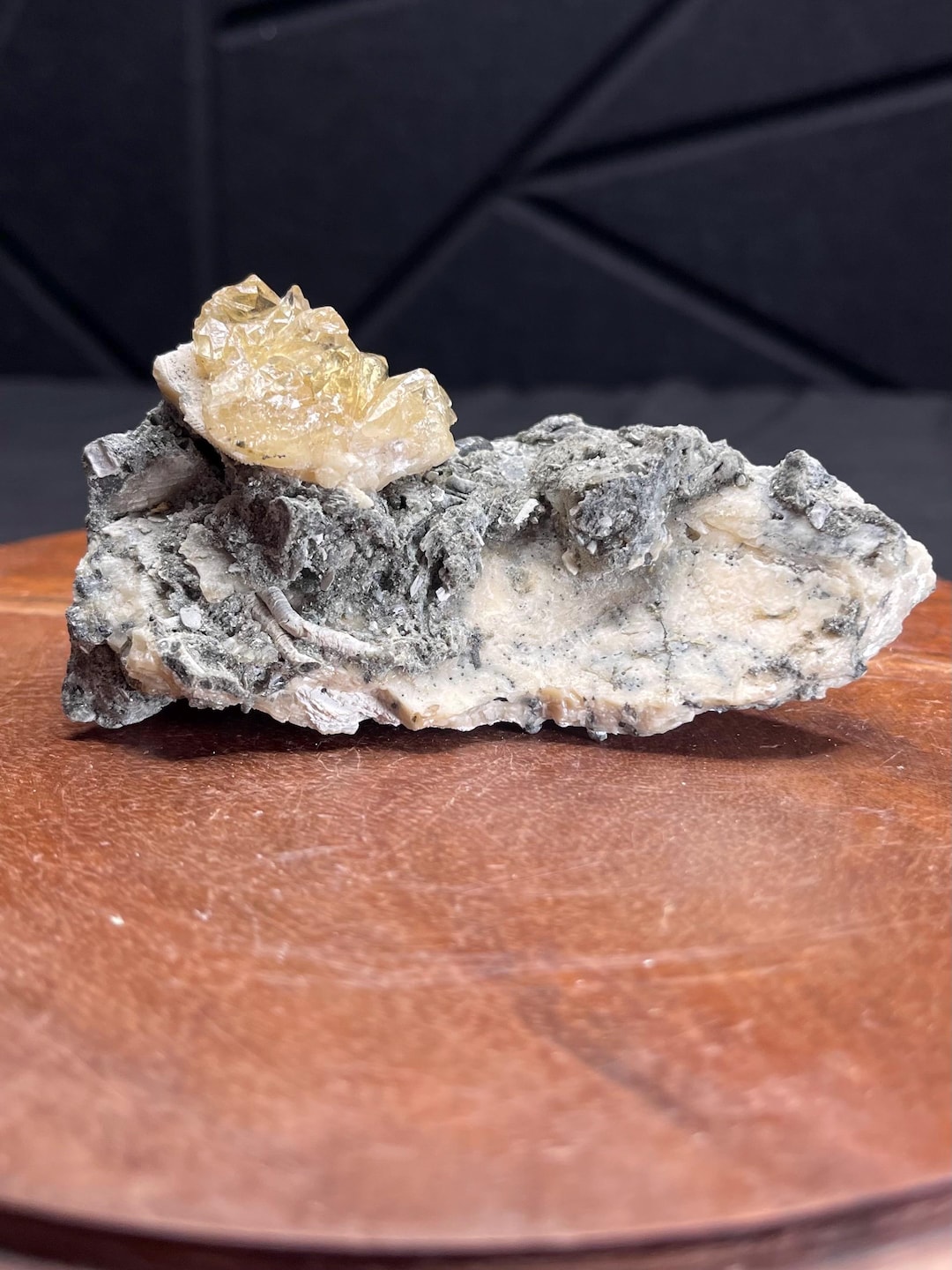 Fossilized Clam With Calcite, Rucks Pit, Florida - Etsy