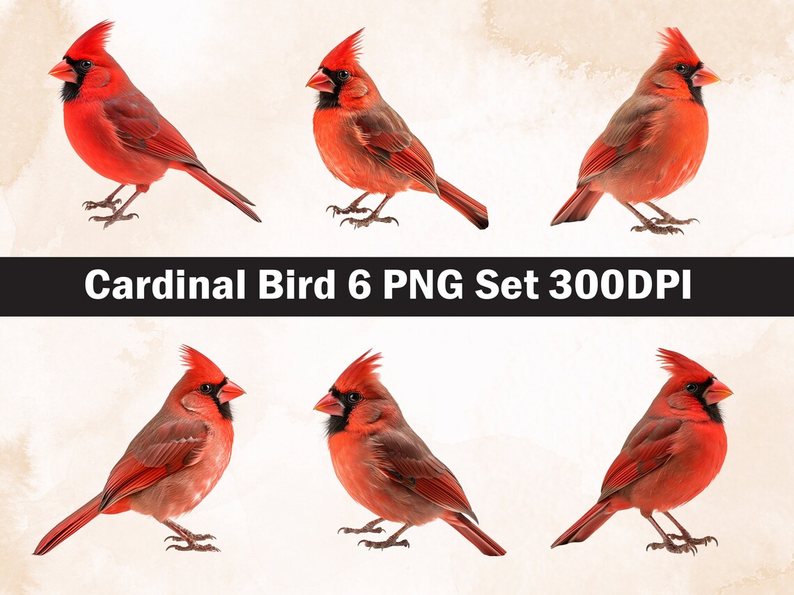 Cardinal Bird PNG Sublimation Design,cardinal Png,cardinal Illustration ...