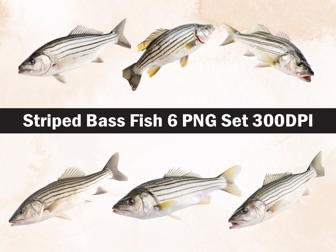 Striped Bass Fish PNG Sublimation Design,fish Png,fish Illustration ...