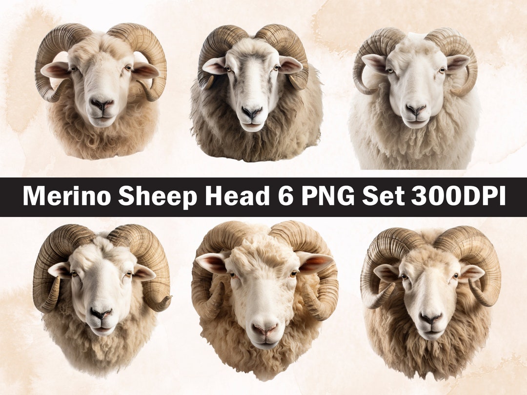 Merino Sheep Head PNG Sublimation Design,sheep Png,sheep Illustration ...
