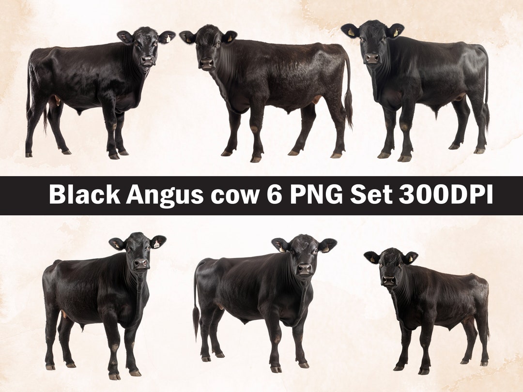 Black Angus Cow PNG Sublimation Design,angus Cow Png,angus Cow ...