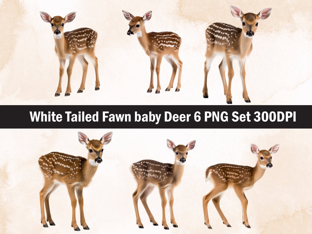 White Tailed Fawn Deer Baby PNG Sublimation Design,baby Deer Png,deer ...