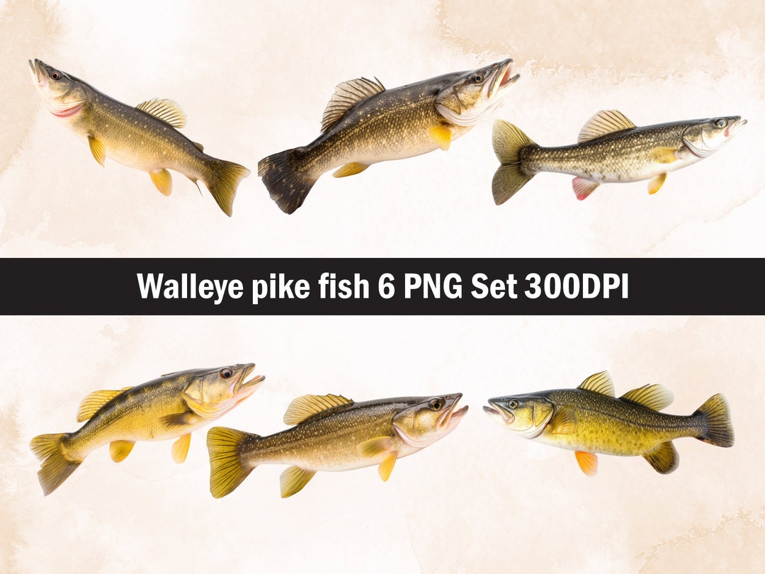 Walleye Pike Fish PNG Sublimation Design,fish Png,fish Illustration ...
