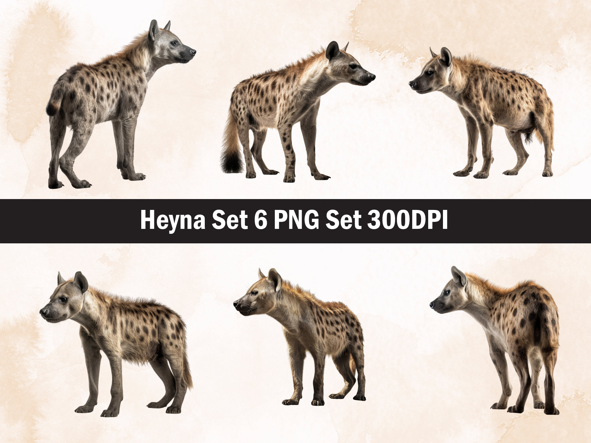Heyna PNG Sublimation Design,heyna Png,heyna Illustration,digital ...