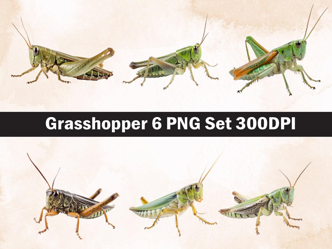 Grasshopper PNG Sublimation Design,grasshopper Png,grasshopper Illustration,digital Download,png ...