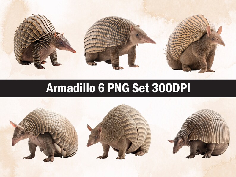 Armadillo PNG Sublimation Design,armadillo Png,armadillo Illustration,digital Download,png ...