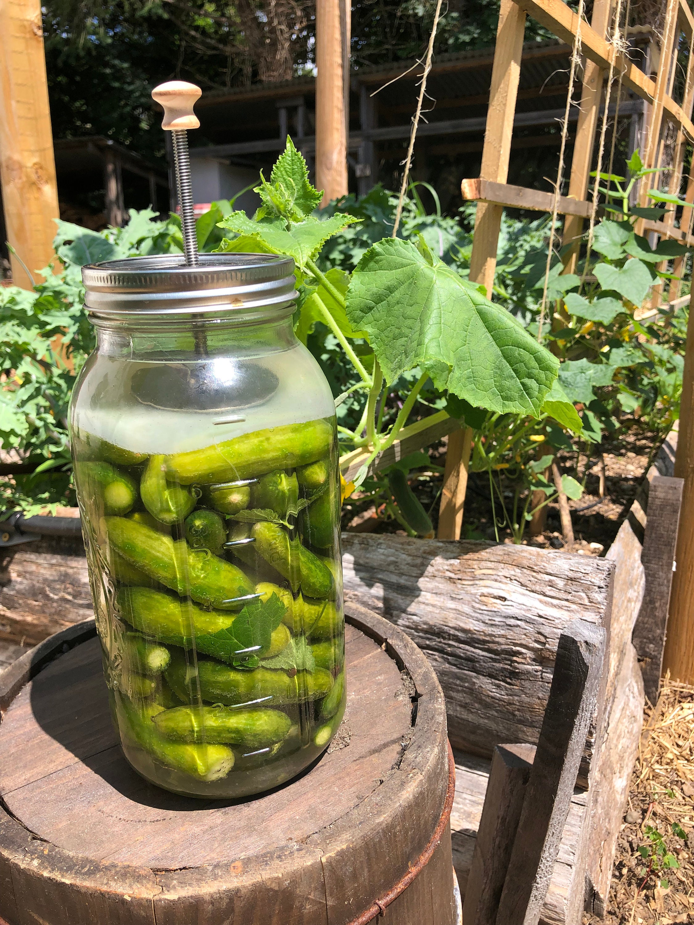 Picklepanic Pickle Plunger Turns 2-quart Mason Jar Into Pickle Crock ...