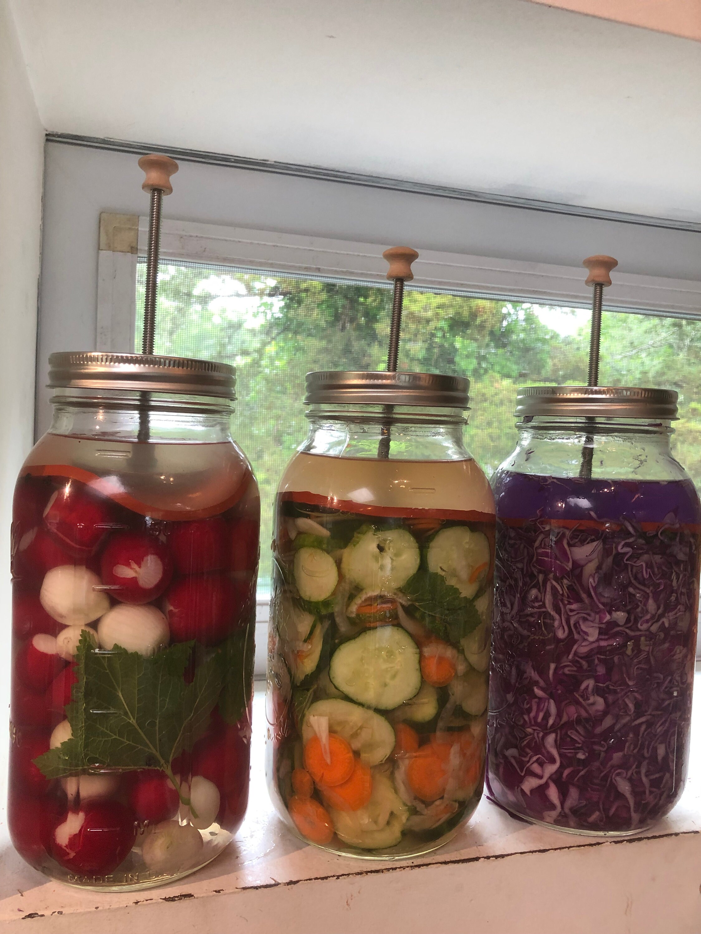 Picklepanic Pickle Plunger Turns 2-quart Mason Jar Into Pickle Crock ...