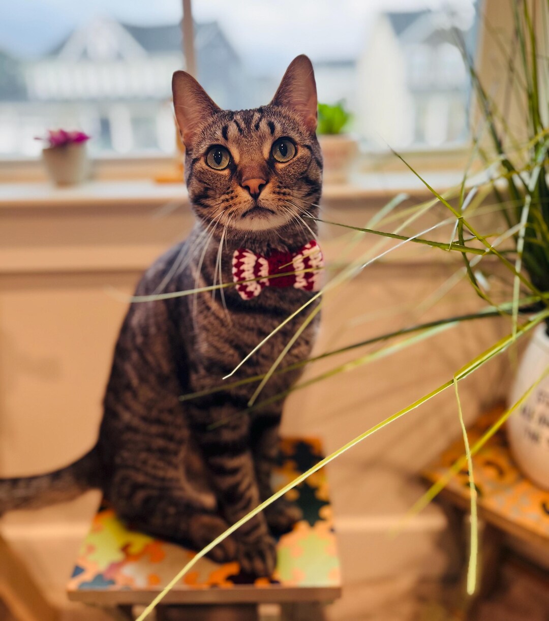 Crochet Pattern Christmas Candy Cane Cat Bow Tie Crochet Christmas Gift ...