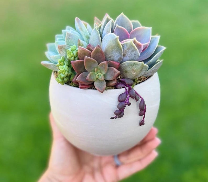 Succulent Arrangement in 5" Clay Pot, Table Decor - Etsy