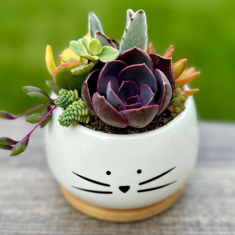 Cat Planter - Etsy