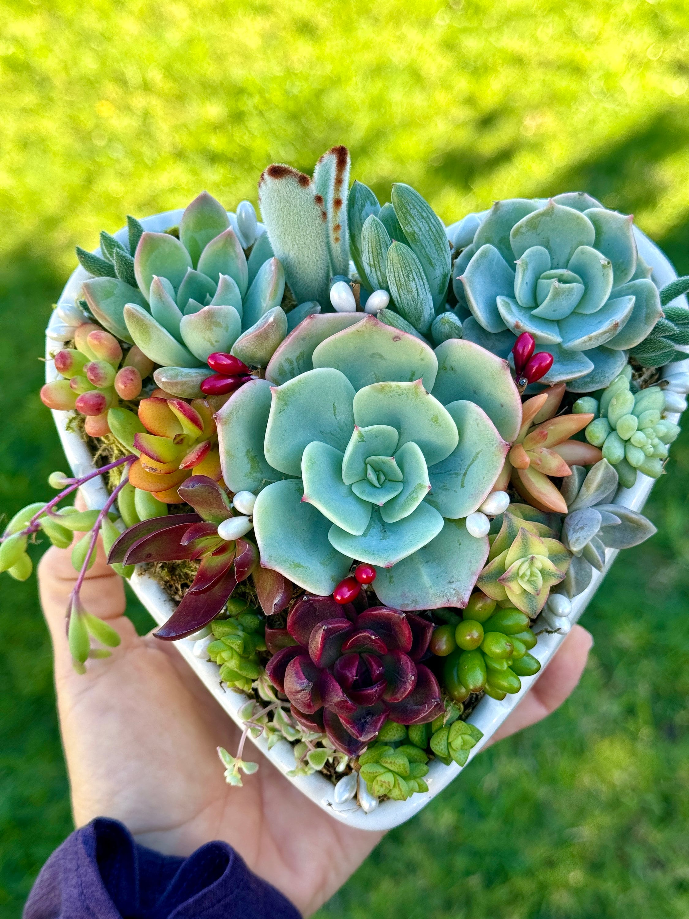 Heart Shaped Succulent Arrangement - Etsy