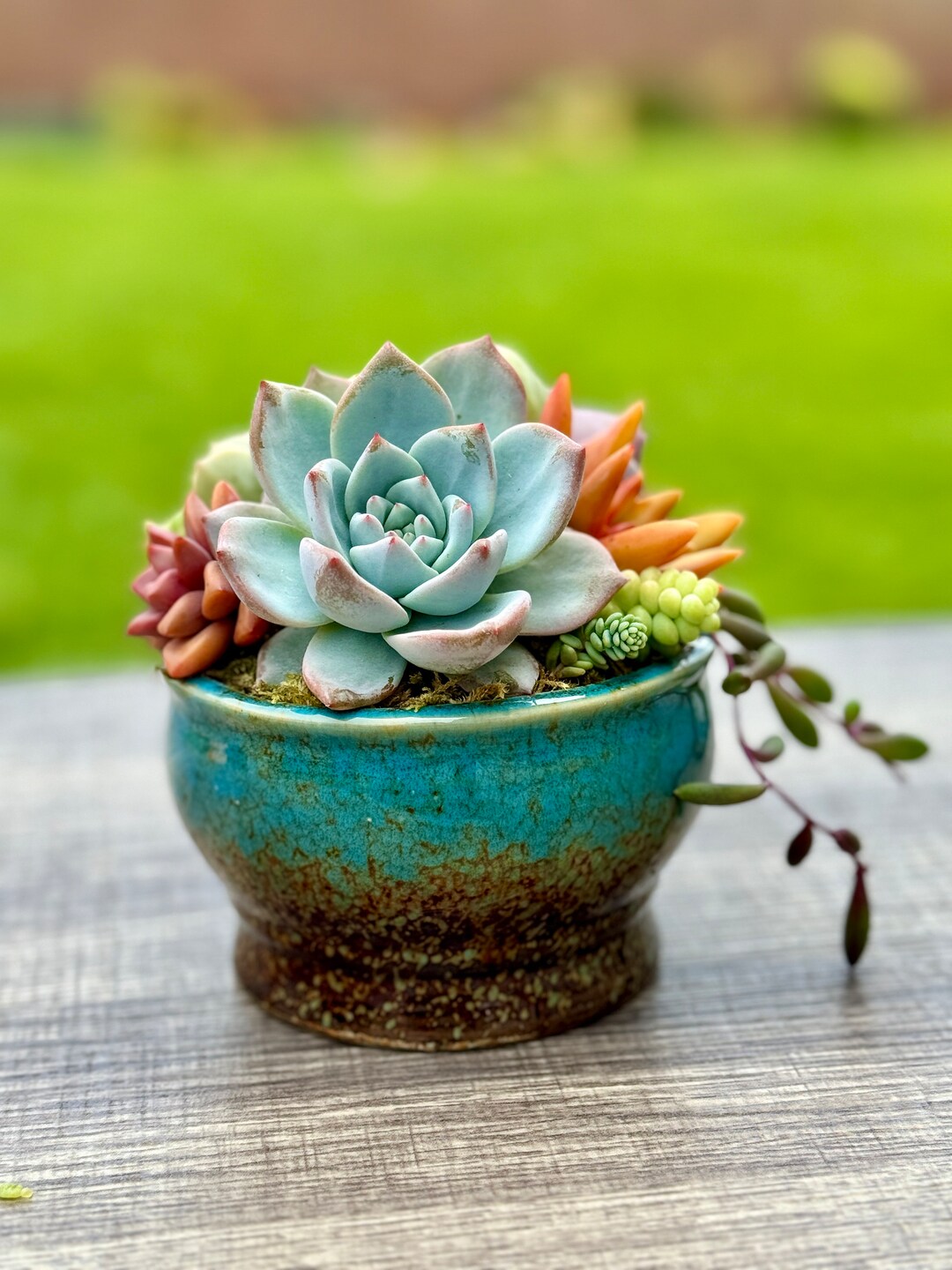 Turquoise Pot Succulent Arrangement - Etsy