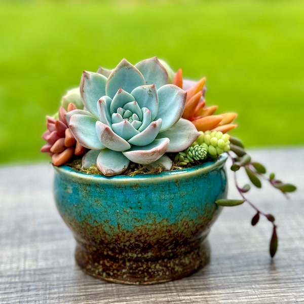 Succulent Arrangement Live - Etsy