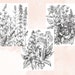 60 Herbs Coloring Book, Printable Enchanted Garden Therapy Coloring ...