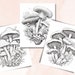 37 Blooming Mushrooms Coloring Book, Printable PDF, Fantasy Floral ...