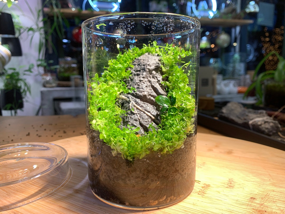 Nano Arium Kit 1 - Etsy