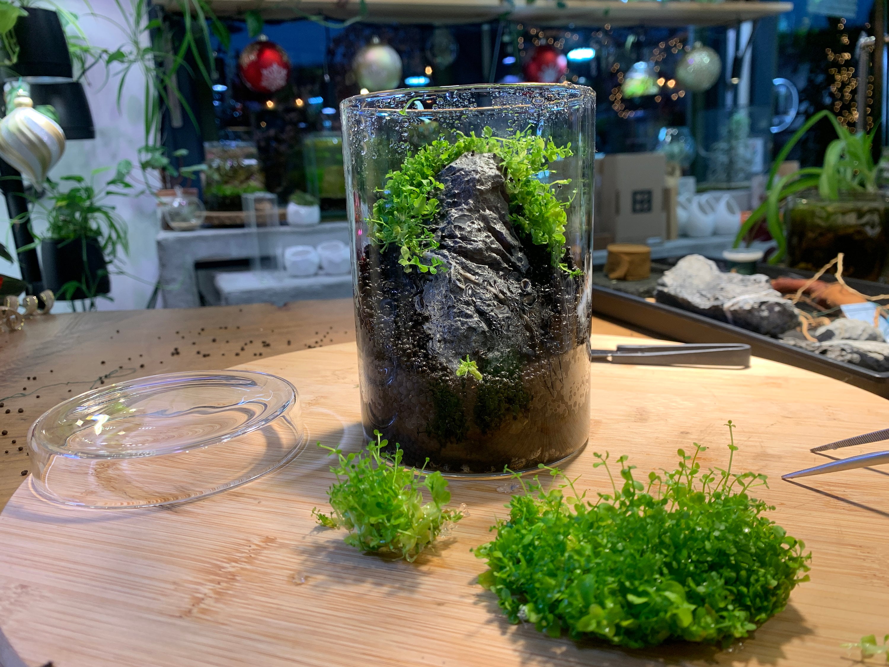 Nano Arium Kit 1 - Etsy