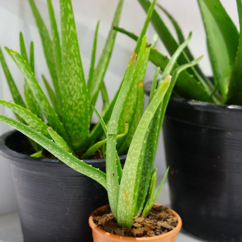 Live Aloe Vera Plant - Etsy