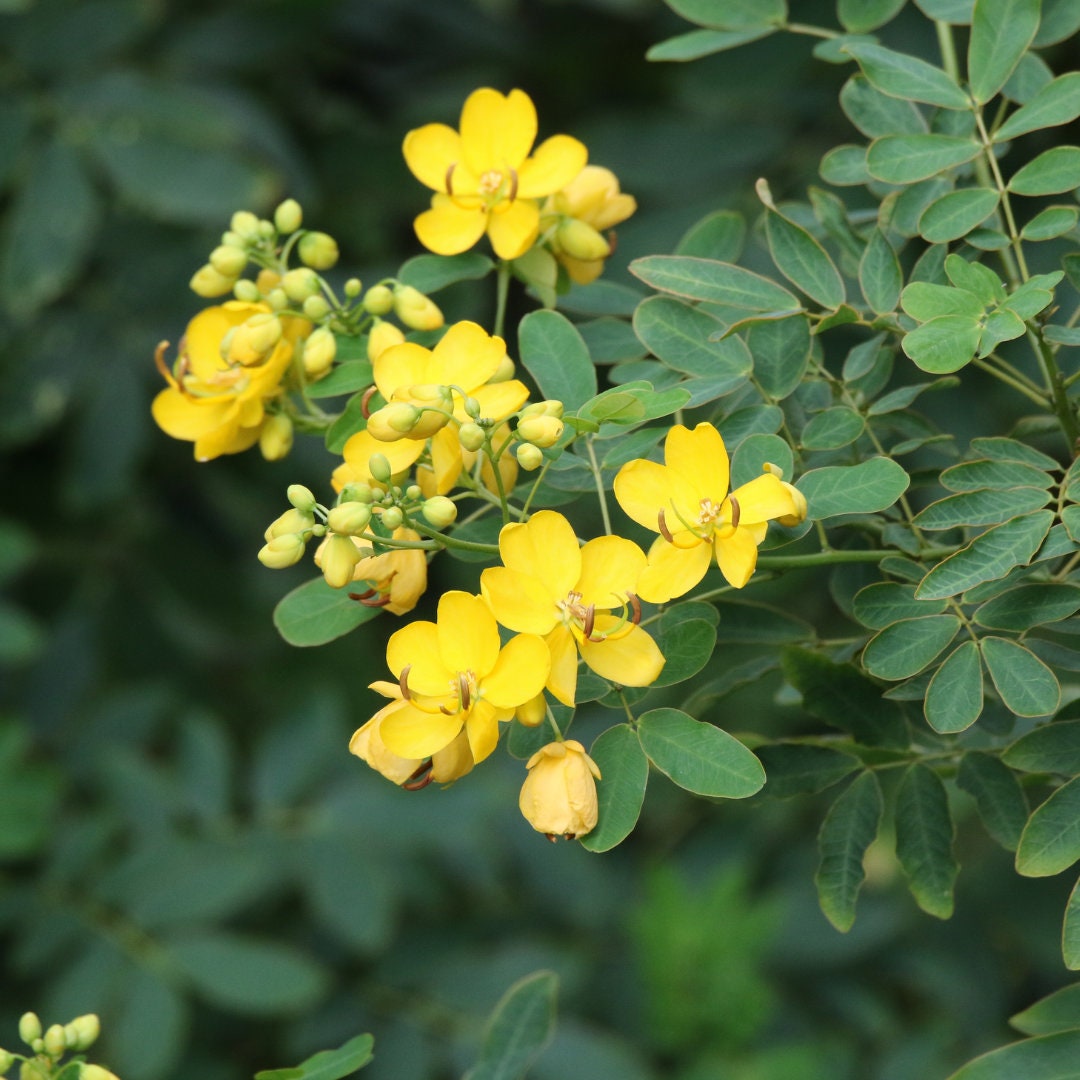 Live Senna Pendula Buttercup Bush Christmas Senna Climbing Cassia ...