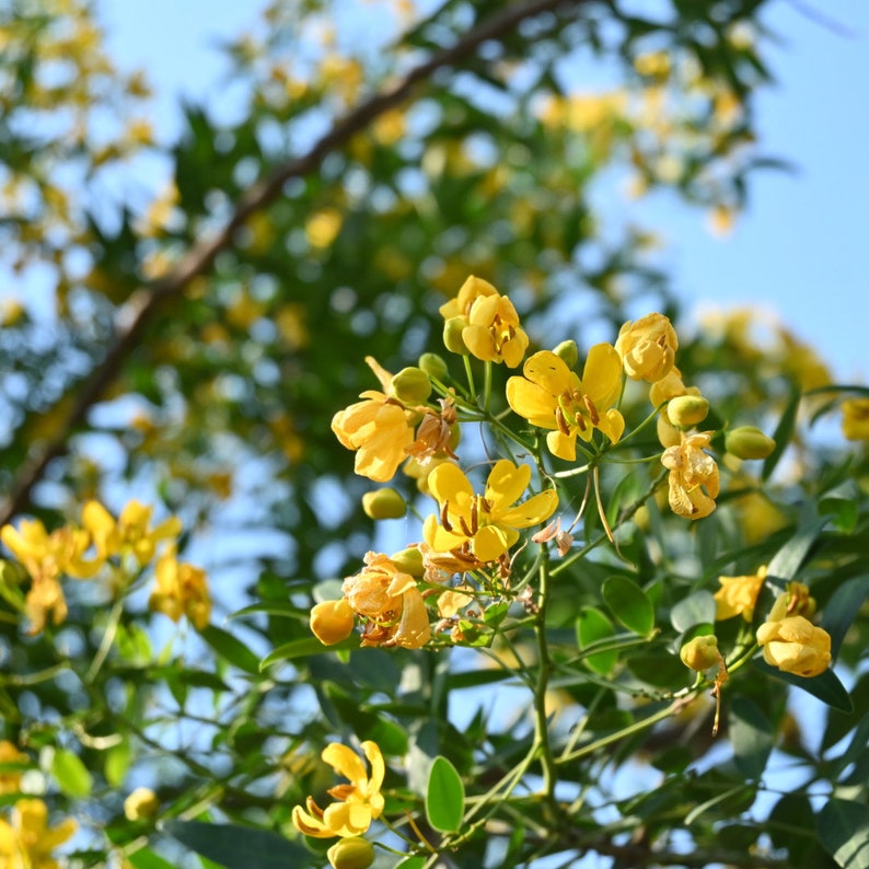 Live Senna Pendula Buttercup Bush Christmas Senna Climbing Cassia ...