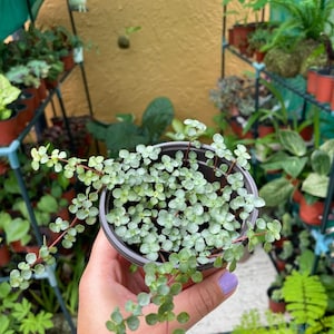 Live Pilea Libanensis | Pilea Glauca | Pilea Glauca ‘aquamarine ...