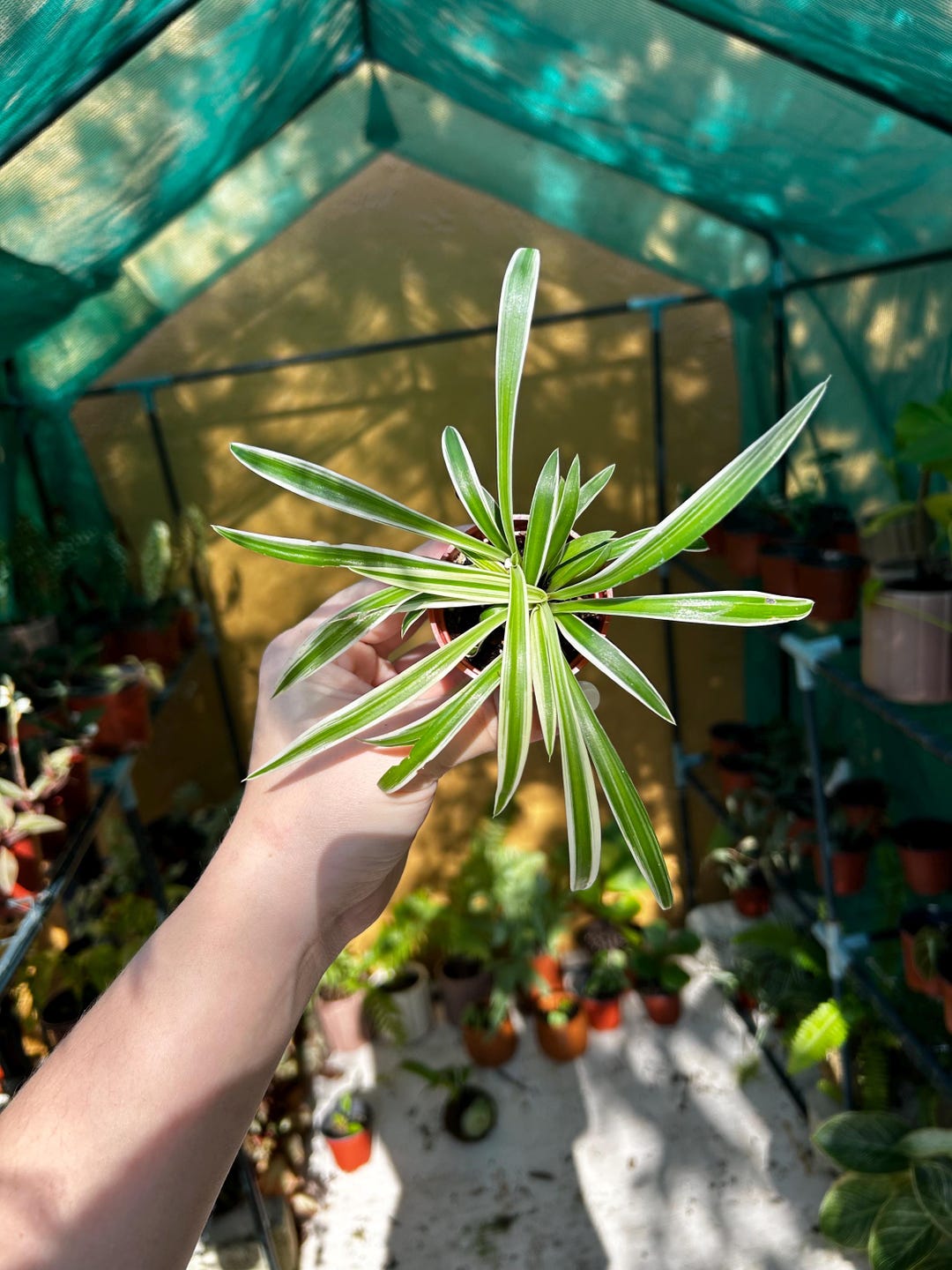 Spider Plant | Chlorophytum Comosum | Spider Ivy | Ribbon Plant ...