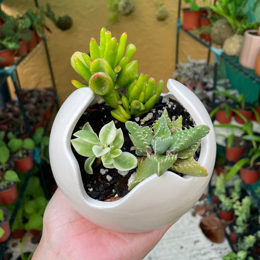 Live Succulent Trio: Tiger Jaws, Livingstone Daisy, and Gollum Jade ...