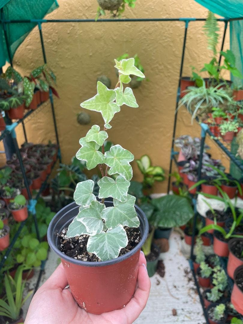 White Variegated English Ivy Hedera Helix Variegata Glacier Ivy White Edged English Ivy Live ...