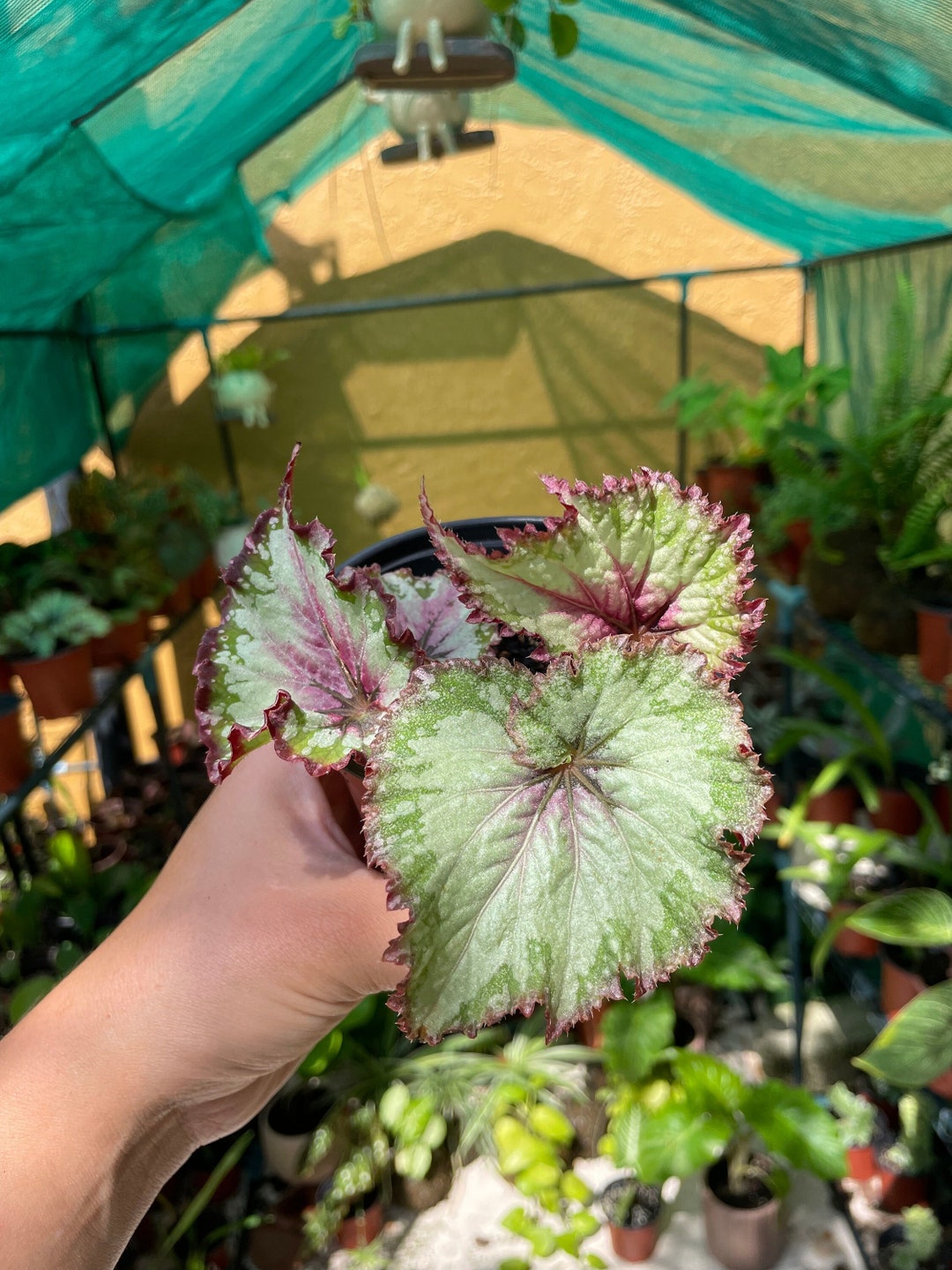 Live Rex Begonia Berry Swirl | Berry Ripple | Berry Splash | Berry ...