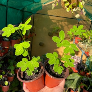 Live Senna Pendula Buttercup Bush Christmas Senna Climbing Cassia ...