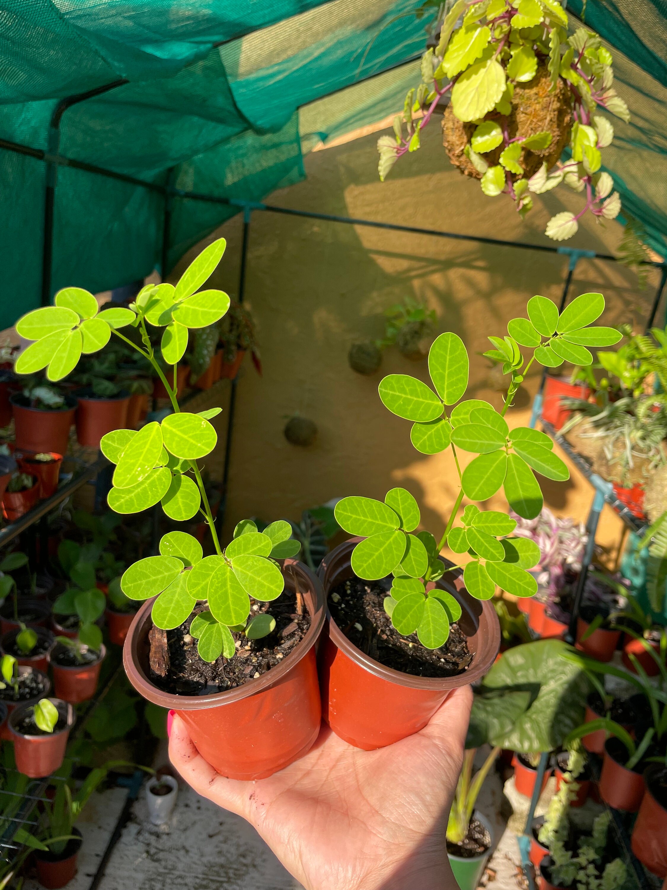 Live Senna Pendula Buttercup Bush Christmas Senna Climbing Cassia ...