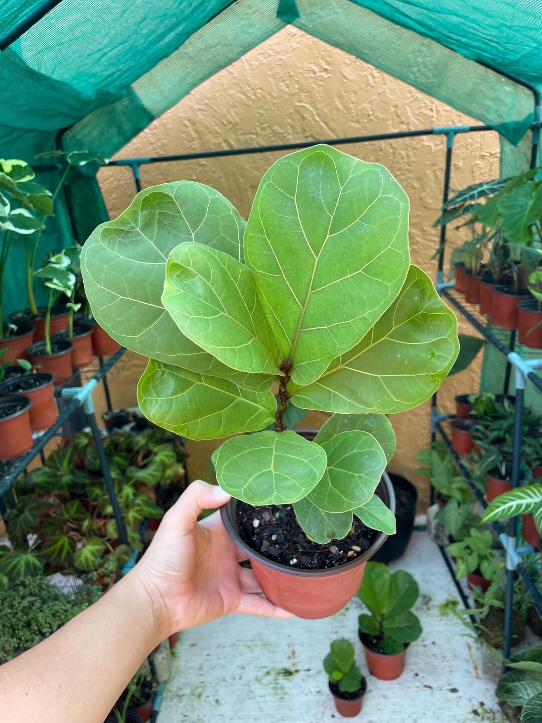 Fiddle Leaf Fig (ficus Lyrata) – Beautiful Indoor Fiddle Fig - Etsy