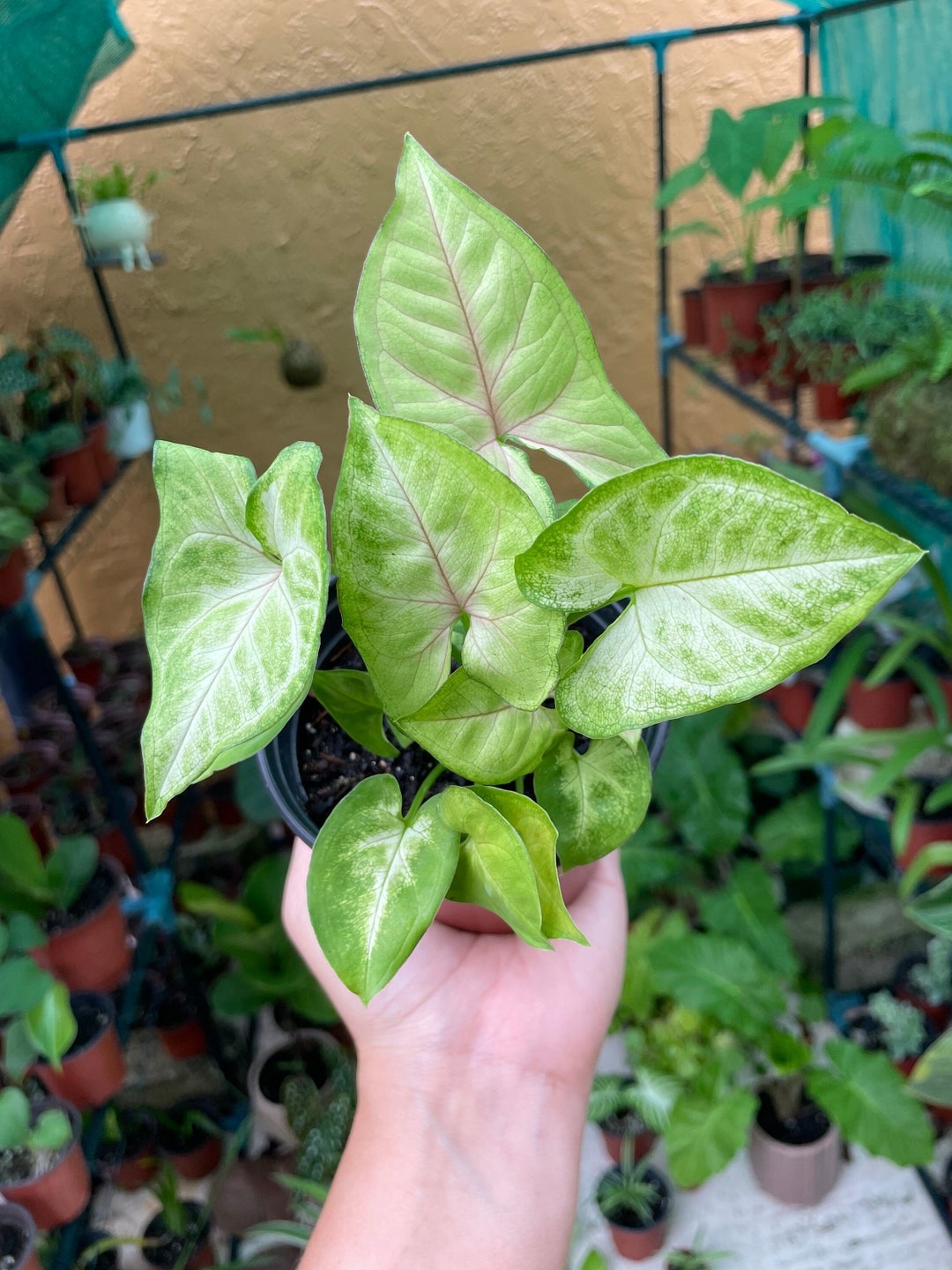 Syngonium Podophyllum Arrowhead Vine - Etsy