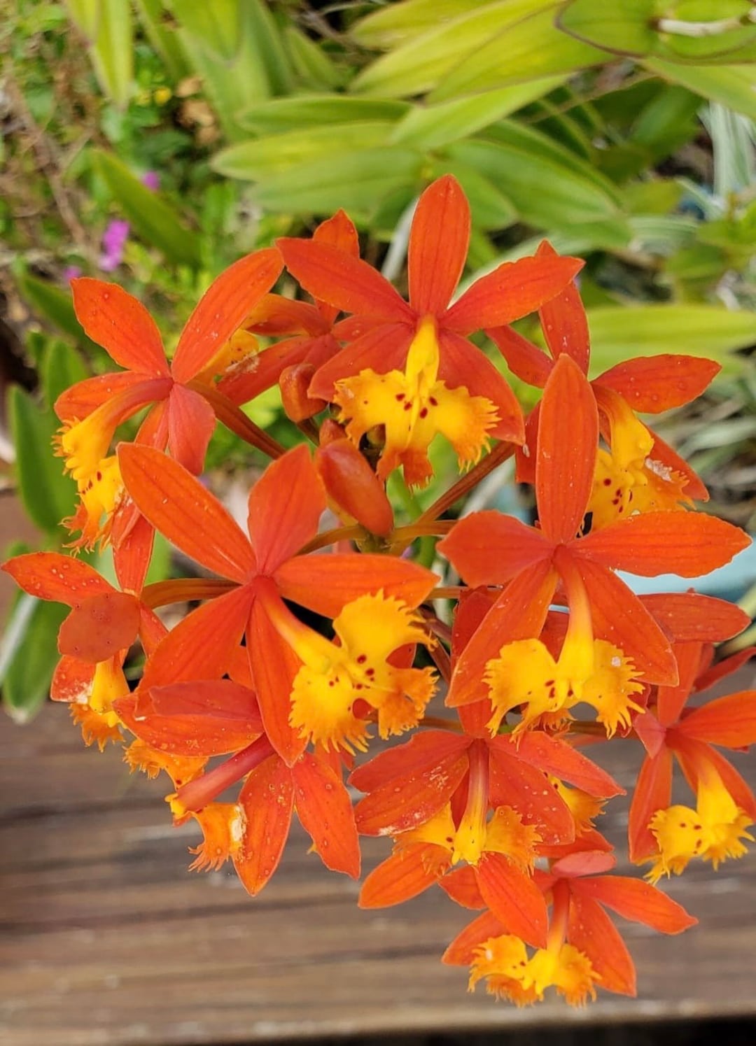 Live Epidendrum Radicans (fire-star Orchid) | Orange Reed Orchid - Etsy