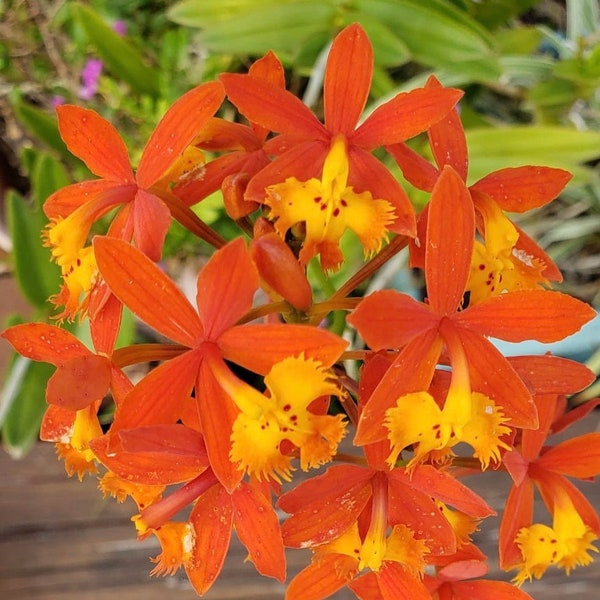 Orchid Plant Live - Etsy