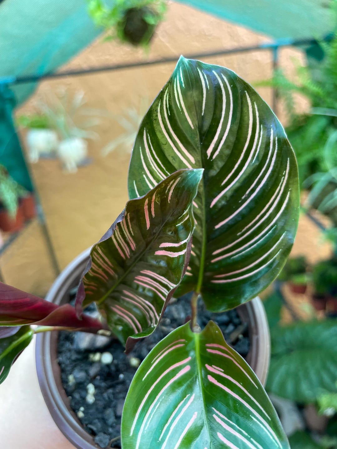 Live Pin Stripe Plant Pin Stripe Calathea Calathea Ornata Pin-stripe ...
