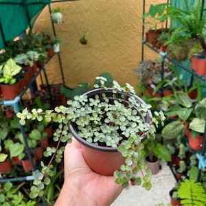 Live Pilea Libanensis | Pilea Glauca | Pilea Glauca ‘aquamarine ...