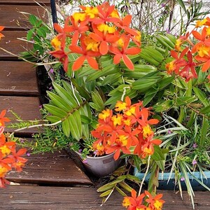 Live Epidendrum Radicans (fire-star Orchid) | Orange Reed Orchid - Etsy