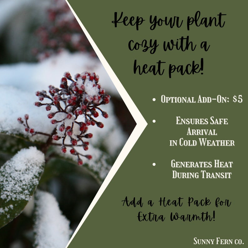 Live Senna Pendula Buttercup Bush Christmas Senna Climbing Cassia ...