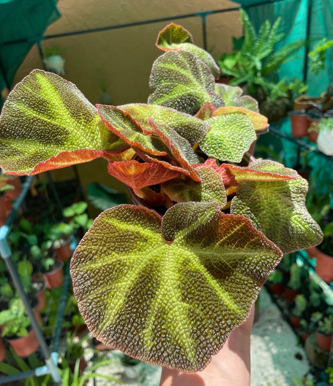 Live Begonia Soli Mutata | Chaneleon Leaf Begonia - Etsy