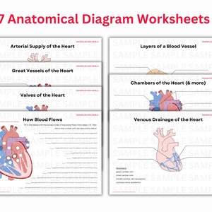 Cardiovascular System Workbook ~ Digital Cardiology Hematology ...
