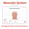 Endocrine System Digital Sticker Pack ~ Pre-crop Goodnotes Stickers for ...
