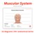 Endocrine System Digital Sticker Pack ~ Pre-crop Goodnotes Stickers for ...