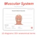 Endocrine System Digital Sticker Pack ~ Pre-crop Goodnotes Stickers for ...