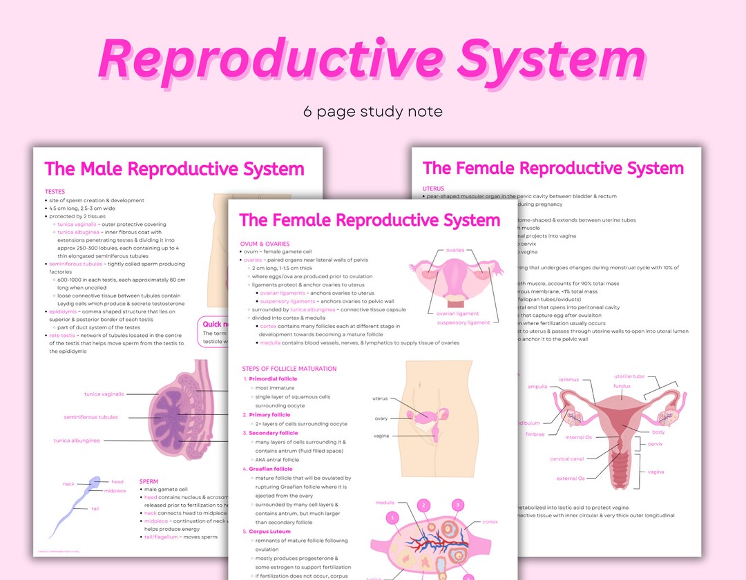 Reproductive System Notes: Anatomy Diagrams Cheat Sheet (PDF Download ...