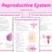 Endocrine System Digital Sticker Pack Pre-crop Goodnotes Stickers for ...