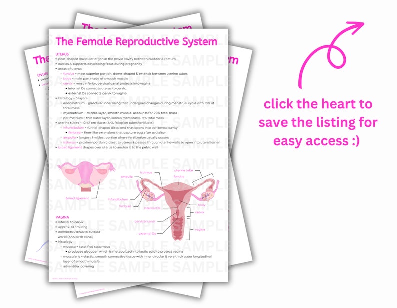 Reproductive System Notes ~ Intro to Reproductive System, Female & Male ...