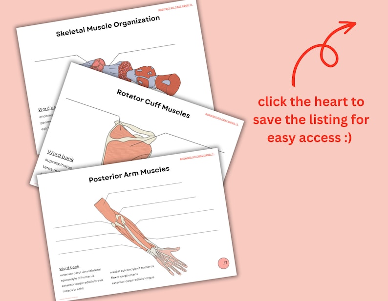 Muscular System Workbook: Anatomy Practice Sheets (digital Download) - Etsy