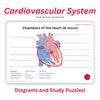 Cardiovascular System Notes Intro to Cardiology Anatomy Diagrams ...